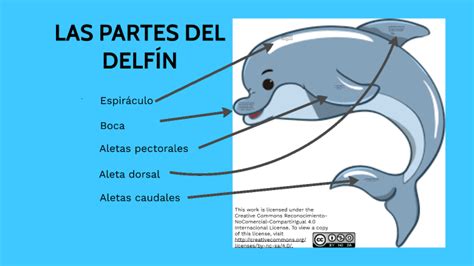 Las Partes Del Delfín By Jungla Infantil On Prezi
