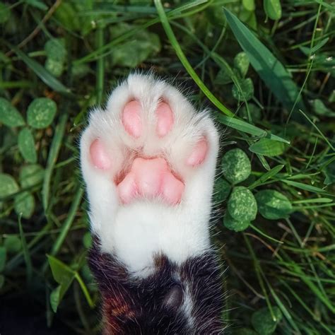 Cat Declawing Recovery