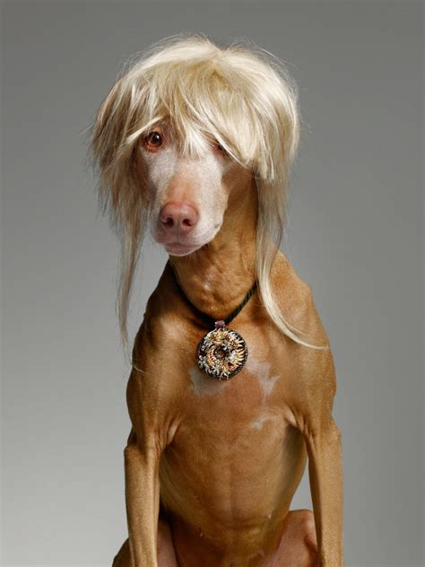 Порода собак худые и длинные 53 фото картинки Sobakovod Club