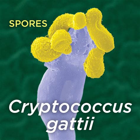 Skunk Bear Cryptococcus Gattii Is A Fungus Is That Can Be Npr