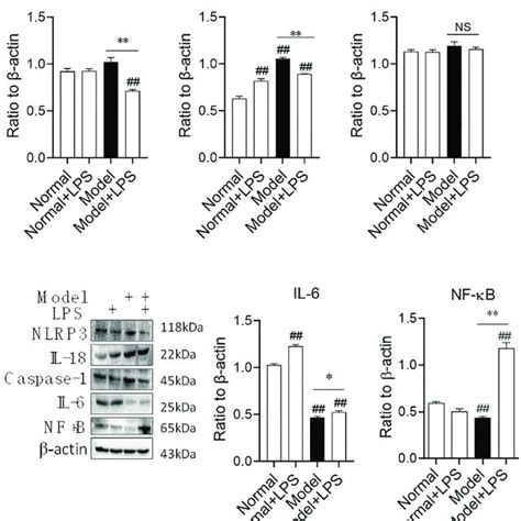 protein expression of inflammatory cytokines in rat renal cortex after