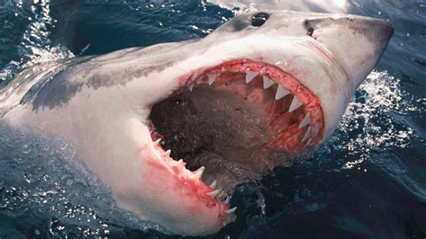 Dangerous Sharks Eating People