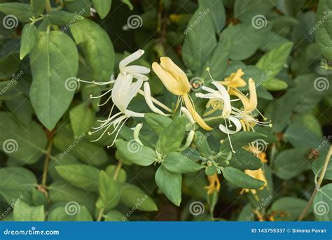 Lonicera Japonica In Bloom Stock Image Image Of Japonicum 143755337