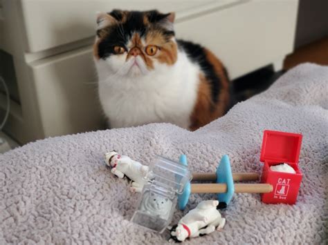 猫ガチャガチャ ブサかわエキゾチックショートヘア猫ちゃんと幸せブログ