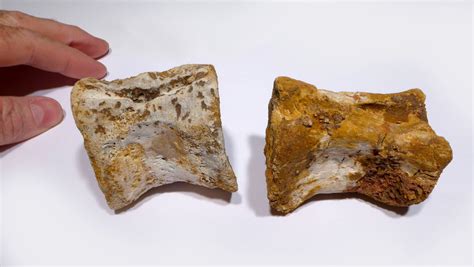 Raptor Fossil Bones Dromaeosaur Vertebrae