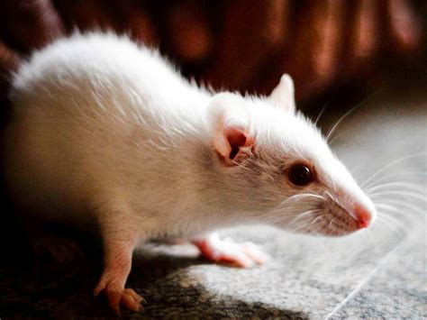 Scientists Cure Blindness In Mice With Simple Genetic Procedure That