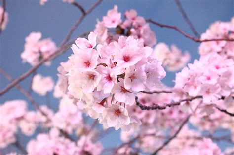 Plus De 7 000 Photos Gratuites De Japanese Passport Et De Passeport