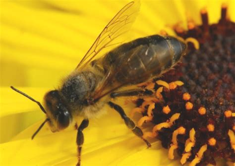 Western Honey Bee Apis Mellifera