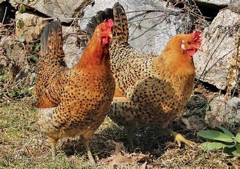 Sicilian Buttercup Bantams