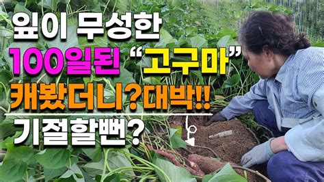 꿀고구마 수확전 캐봤더니 기절할뻔 1포기에 10개씩 100일차 2차 점검 크기가 대박 고구마 수확 Youtube