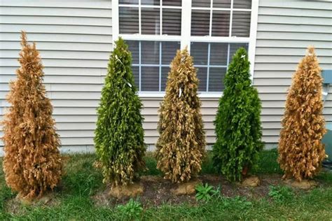 Do Arborvitae Have Invasive Roots An Honest Answer