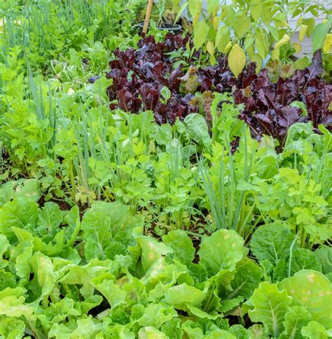 Polyculture Examples Monoculture Vs Polyculture Lcpj