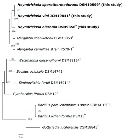 phylogenetic tree analysis codon tree method selects 595 single copy