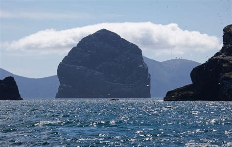 Sea Kayaking With The Gannets Of Stac An Armin