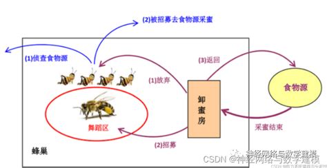 基于蜜蜂优化算法优化的卷积神经网络（cnn）图像分类——附代码蜜蜂算法 Csdn博客