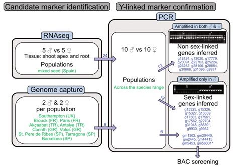Size And Content Of The Sex Determining Region Of The Y Chromosome In