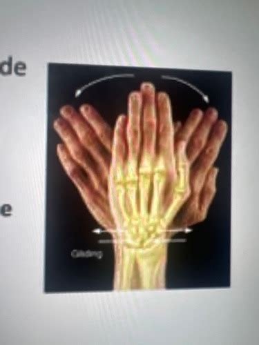 Biology Study Set Joints Terminology Definitions Flashcards Quizlet