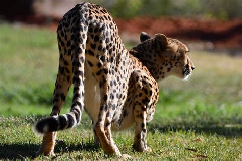 Downward Cheetah Enclosure By Thebootesartvoid On Deviantart