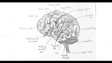 Human Brain Drawing Pencil