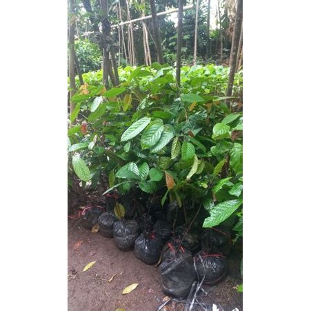 Jual Bibit Pohon Kayu Ulin Asli Tanaman Kayu Ulin LANGKA Indonesia Shopee Indonesia