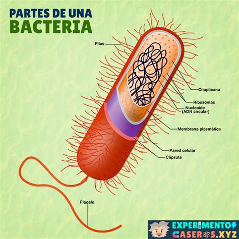 Bacterias Explicación Para Niños Partes De La Misa Experimentos Caseros Ribosomas
