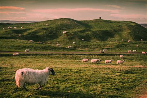 배경 블루 핑크 하늘 일몰에 구불 구불 한 언덕과 풍차와 무리에서 필드를 통해 걷는 양 0명에 대한 스톡 사진 및 기타 이미지 0명 가축떼 경관 Istock