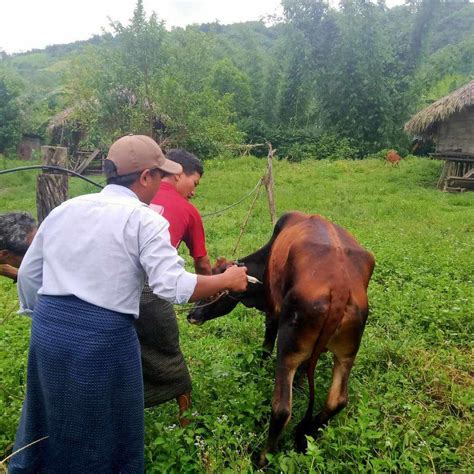 ဆွမ်ပီယန်ရွာက ကျွှဲ၊နွားတွေမှာ အရေပြားရောဂါနဲ့လည်ချောင်းကွဲရောဂါဖြစ်ပွားနေပြီး သေဆုံးမှုများလာ