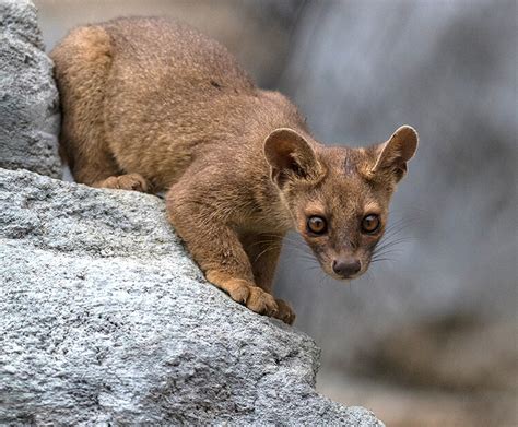 Fossa