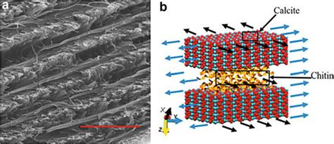 A Interfacial Structure In Shrimp Exoskeleton And B Interfacial