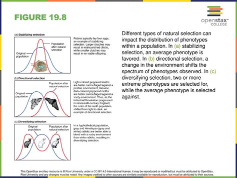 Chapter 19 The Evolution Of Populations Ppt Download