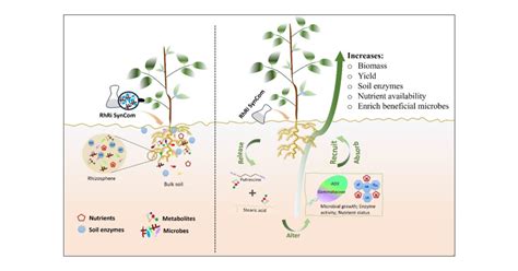 Microbial Alliances Unveiling The Effects Of A Bacterial And Fungal Cross Kingdom Syncom On