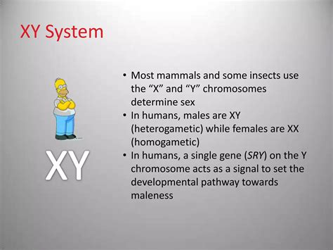 Lec Sex Determination PPTX