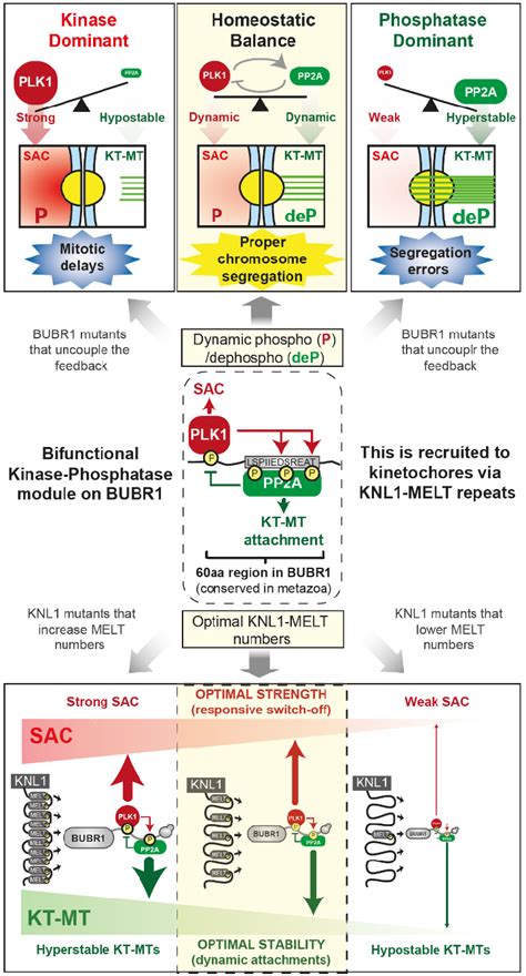 Schematic To Illustrate How Kinase Phosphatase Coupling On The Bub Download Scientific Diagram