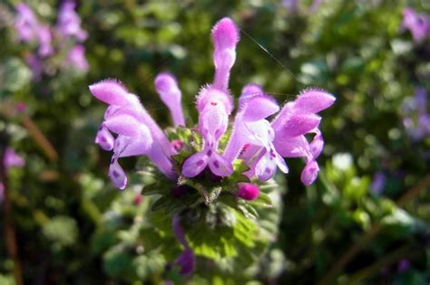 野草の花 ホトケノザ仏の座 春 野草の花 気楽に気ままに趣味生活