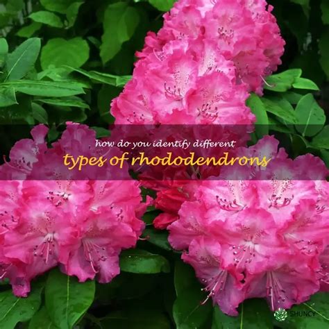 Identifying The Different Varieties Of Rhododendrons A Guide Shuncy