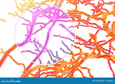 Microscopic View Of Neurons Brain Connections Synapses Stock Illustration Illustration Of