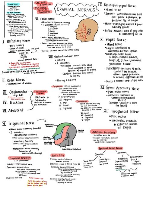 Handwritten Cranial Nerves Study Guide Cn 112 Cheat Sheet