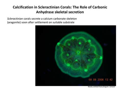 Ppt Calcification In Scleractinian Corals The Role Of Carbonic Anhydrase Skeletal Secretion