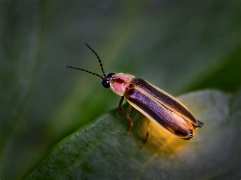 5 Things You Should Know About Fireflies Lifegate