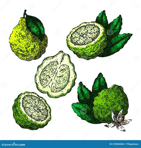 Bergamot Hand Draw Vintage Engraving Style Black And White Clip Art