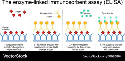 Enzyme Linked Immunosorbent Assay The Steps Vector Image