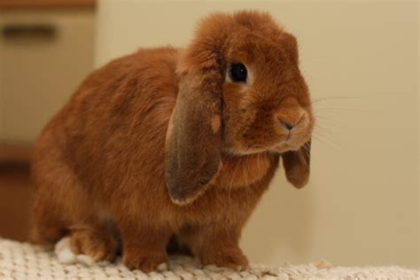 French Lop