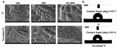 A Sem Morphologies Of Ti An Ta Coated Ti Plates Under Different