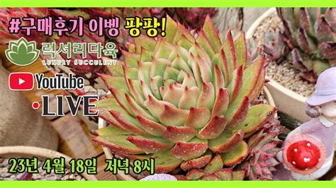 📢구매후기 이벵있어요♥ 4월 18일 럭셔리다육 실방에 초대합니다 럭셔리다육 안성 안성다육농장 Youtube