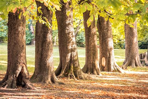 Pioneer Electric Cooperative Named 2020 Tree Line USA By Arbor Day Foundation Pioneer Electric