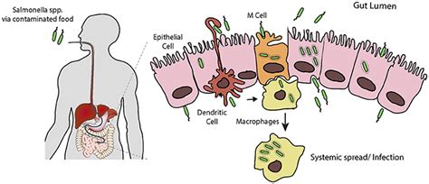 Salmonella Cell Diagram