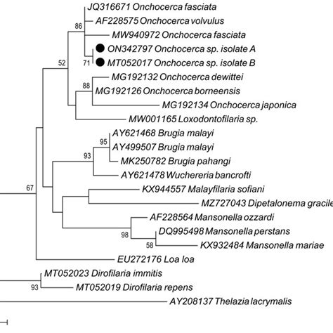 maximum likelihood phylogenetic tree displaying the position of