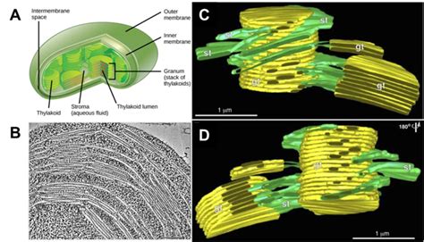 Thylakoid Structure