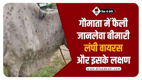 गायों बैसों में फैली जानलेवा बीमारी लंपी वायरस Lumpy Virus Disease Spread In Cows And Buffalo
