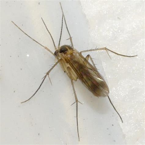 Gnat Bugguidenet